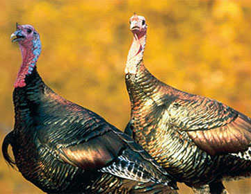 NWTFSC | National Wild Turkey Federation South Carolina State Chapter ...